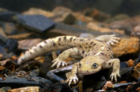 Molche Bilder Bläddra Bland 362 Stockfoton Vektorer Och Videor Adobe Stock