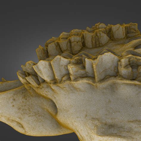 🐪 Camel Skull Jawless — Laser Scanned 3d Model 500k And 2 5m Obj Stl