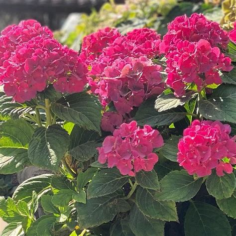 Wee Bit Grumpy® Hydrangea Plants For Sale Growjoy