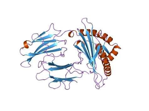 Hla B27 Antigen Labcorp At William Fetters Blog