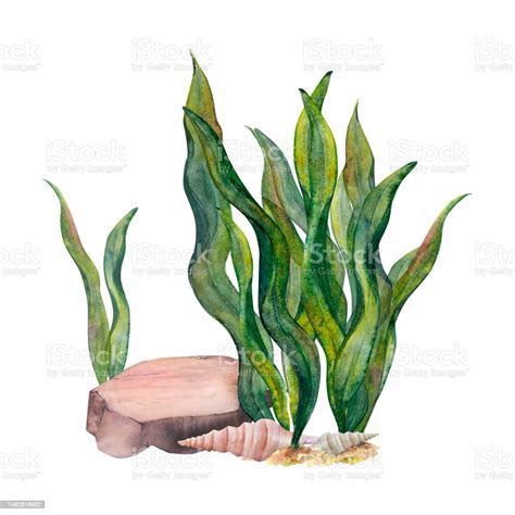 수채화는 흰색 바탕에 리본 조류 바닥 돌 원뿔 껍질의 세트를 그렸다 그림 스티커 로고 배경을 위한 수중 그림 갑각류에 대한 스톡