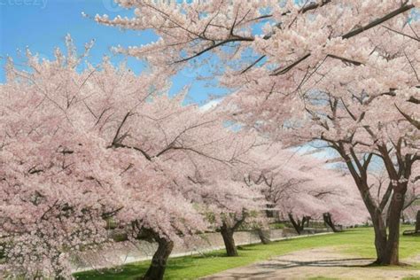 Beautiful Cherry Blossom Sakura Flower Spring Season In Japan Ai
