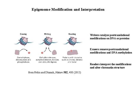 Nucleosome Position Can Be Mapped Nucleosome Position Can
