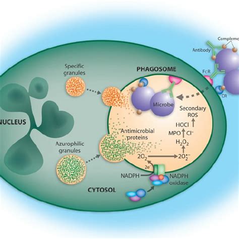 Phagocyte Nadph Oxidase Defects Download Table