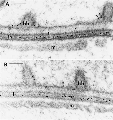 A B Two Views Of The Multilayered Structure And Associated Basal