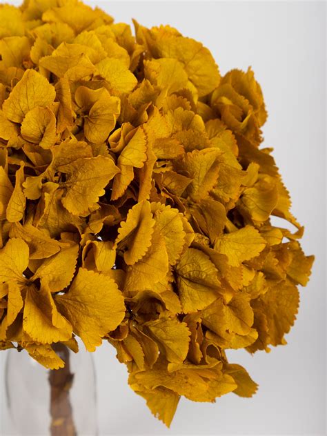 Гортензія широколиста стабілізована на гілці Verdissimo Hrt 0350 гірчична купити за ціною 949