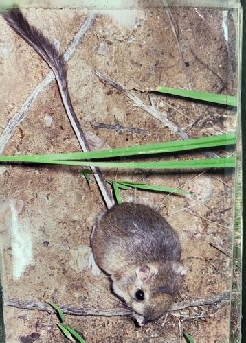 Field Bio Species Flashcards Quizlet