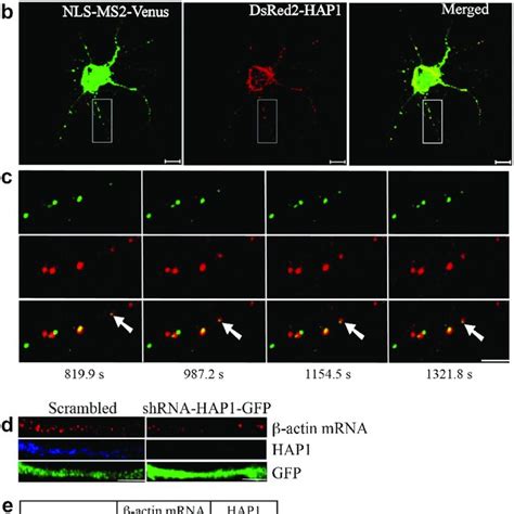 a co localization of htt and β actin mrna in cortical neurons div