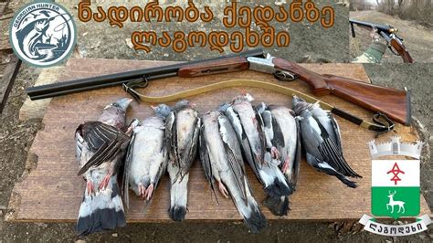ნადირობა ქედანზე ლაგოდეხის სანადირო მეურნეობა Youtube