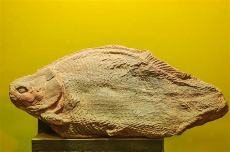 Bangkok Thailand July 15 2017 The Fossil Of A Prehistoric Her Stock
