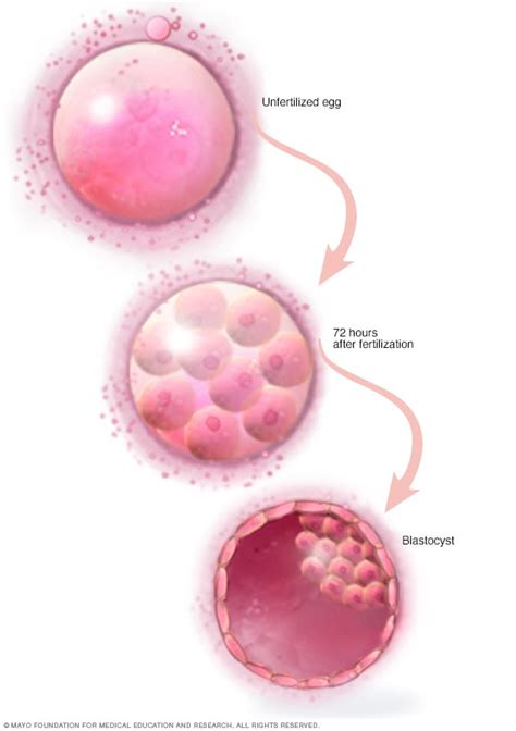 Blastocyst Mayo Clinic