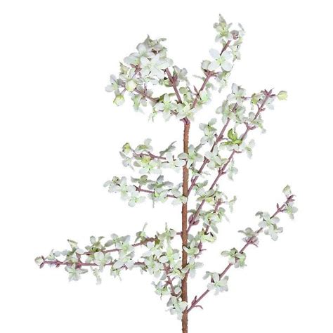 Forsythia Green Flower At Best Price In Delhi Id 4135109 Inv Home