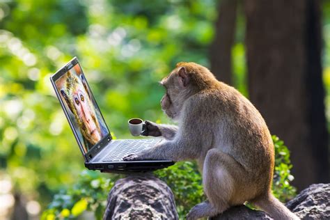 Monkey Computer Virus