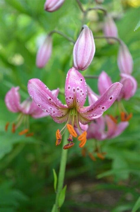 Lilium Martagon Rosalinda Beautiful Flowers Amazing Flowers