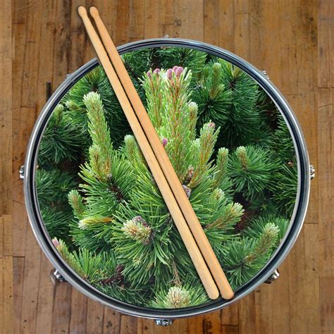 Forest Vibe Drum Skin For Bass Snare And Tom Drums