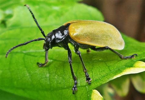 Leaf Beetle Project Noah