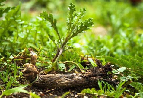 Tree Branch On The Ground Surrounded By Vegetation Leaves Stock Photo Image Of Closeup Color