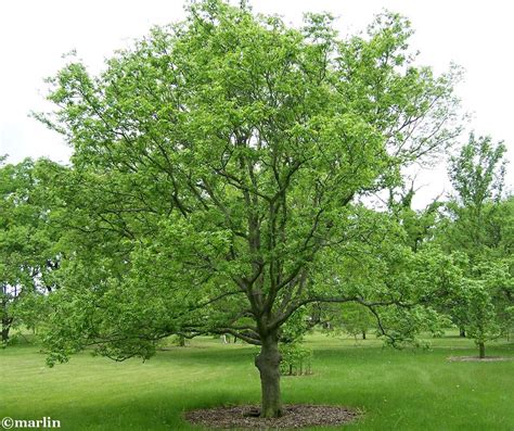 Is A Hackberry Tree A Good Tree At Robin Clark Blog
