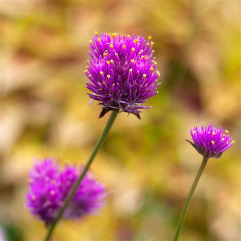 Gomphrena Globosa Fireworks White Flower Farm