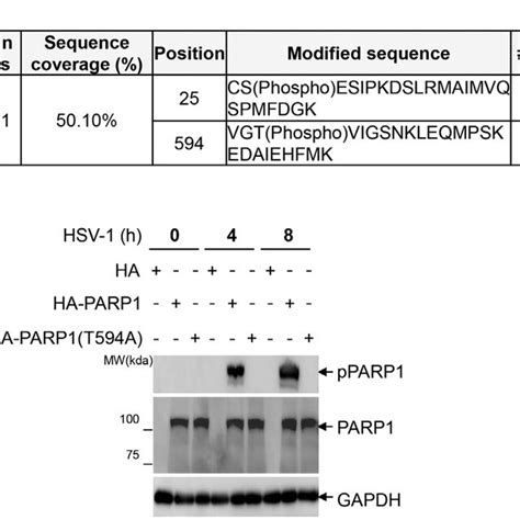 Identification And Validation Of Phosphorylation Site On Parp1 A T325 Download Scientific
