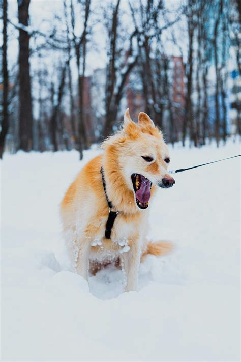 Vtuber Background Photos Download The Best Free Vtuber Background