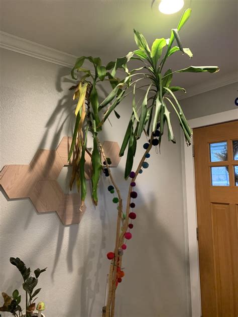 Corn Plant Is Yellowing R Plantclinic