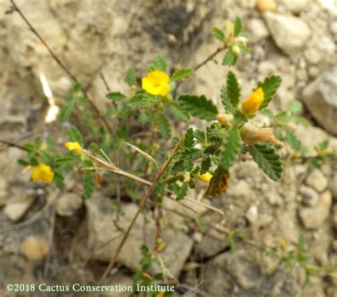 Turnera Diffusa Cactus Conservation Institute