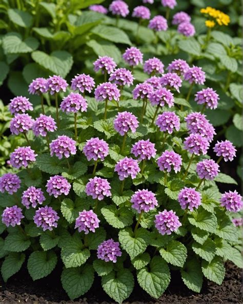 14 Beautiful Perennials That Make Striking Ground Cover Toolz Geek