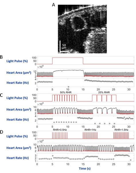 Developing Drosophila Melanogaster Models For Imaging And Optogenetic Control Of Cardiac Function