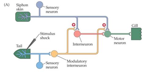 Synaptic Plasticity And Its Connection To Learning And Memory