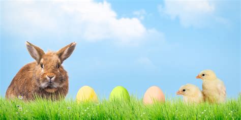 Think Twice Why Pets Shouldnt Be Easter Ts Dock Line Magazine