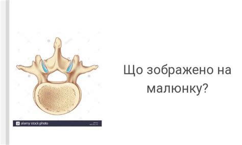 Що зображено на малюнку череп хребець щелепа фаланга пальця Школьные Знания Com