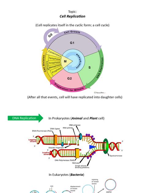 Biotech Presentation Cell Replication 1 1 Pdf