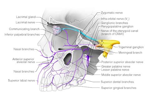 Appendices Head And Neck Anatomy Part Iii Cranial Nerves