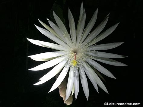 Kadupul Flower Queen Of The Night Kadupul Flower Lakpura®