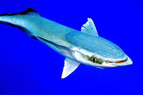 Real Monstrosities Remora