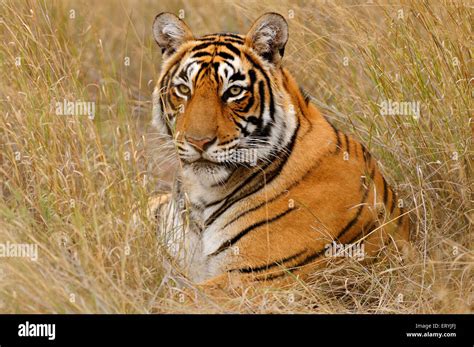 Tiger Sitting In Dry Grass Ranthambhore National Park Wildlife