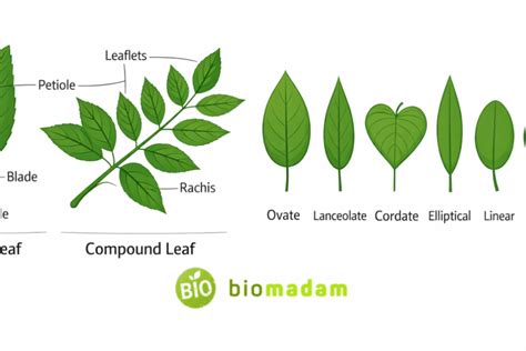 Types Of Leaves Simple Compound Shapes And Classification