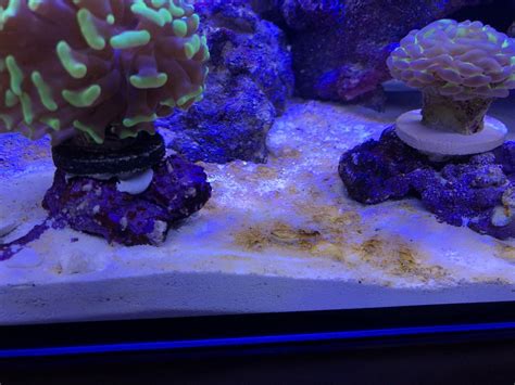 Algae Problem Reef Reef