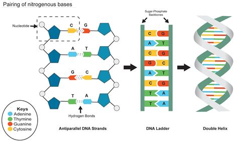 Understanding The Power Of Adenine Maps A Comprehensive Guide