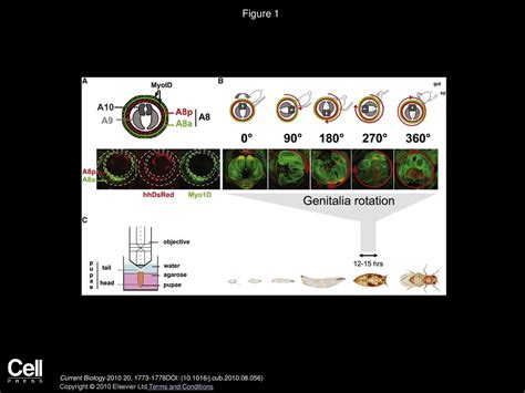 Volume 20 Issue 19 Pages October 2010 Ppt Download