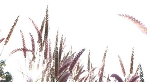 320 Grass Path Texture Stock Videos Footage And 4k Video Clips Getty Images