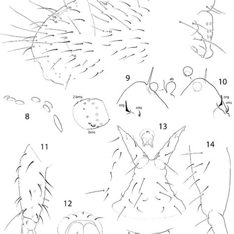 C Bulbus Sp Nov 6abd Iv And Fused Abd V And Vi 7 Labrum Lateral