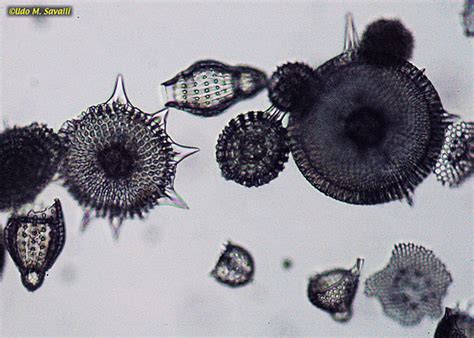 Bio385 Protozoa
