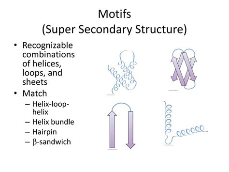 Ppt Protein Structure Powerpoint Presentation Free Download Id 1462519