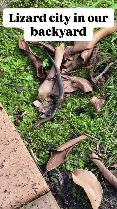 شهر مارمولک ها در حیاط خونه مریم Funny کلیپ مارمولک Lizard Youtube