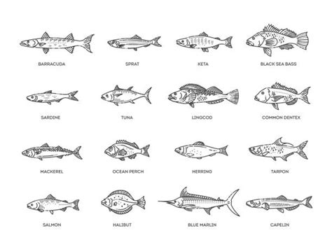 7000 Sardine Stock Illustrations Royalty Free Vector Graphics And Clip