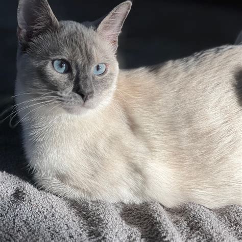 Lilly Contest Entry 44537 Modern Cat Lilly Contest Entry 44537 Modern Cat