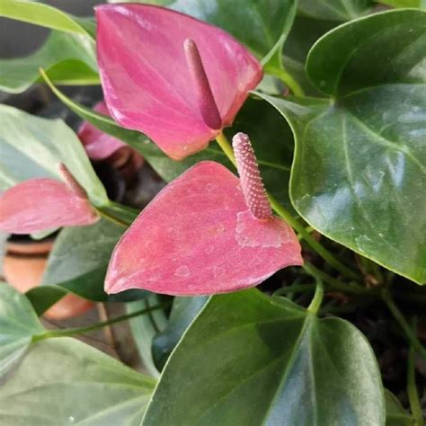 Plantsnap Identify Plants Trees Mushrooms With An App