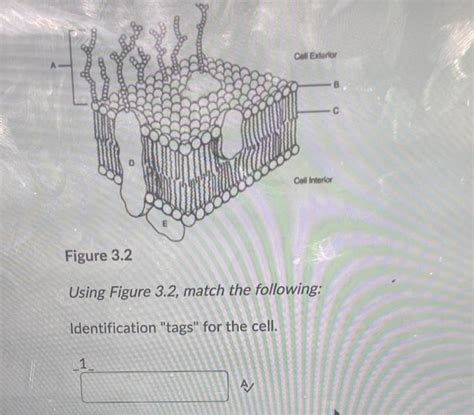 Solved Using Figure 32 Match The Following Identification